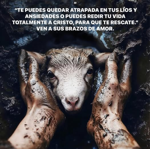 La imagen muestra una oveja asustada. – Yo Digo, Yo Pregunto